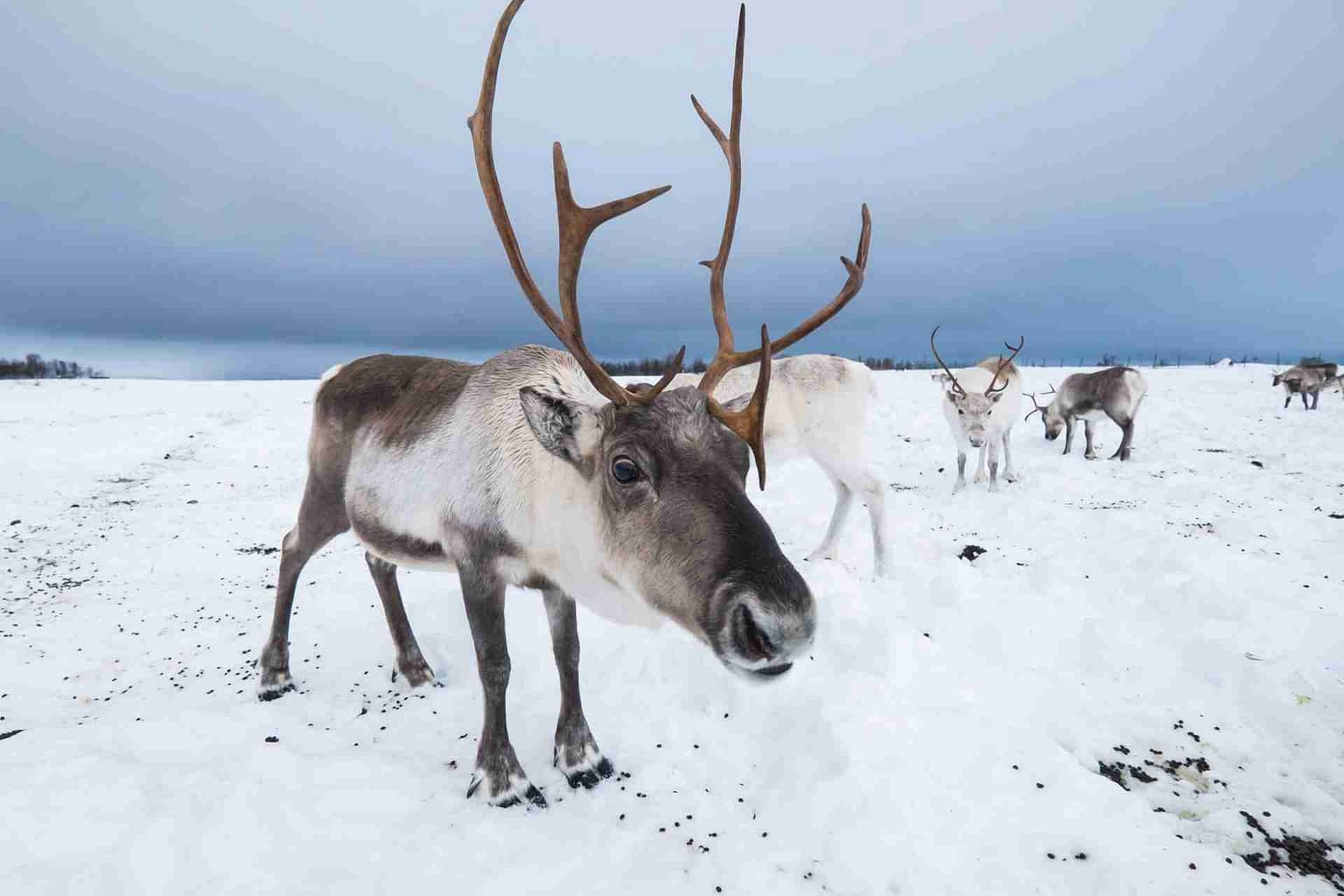 Christmas Around the World for Kids: 24 Fascinating Festive Traditions ...