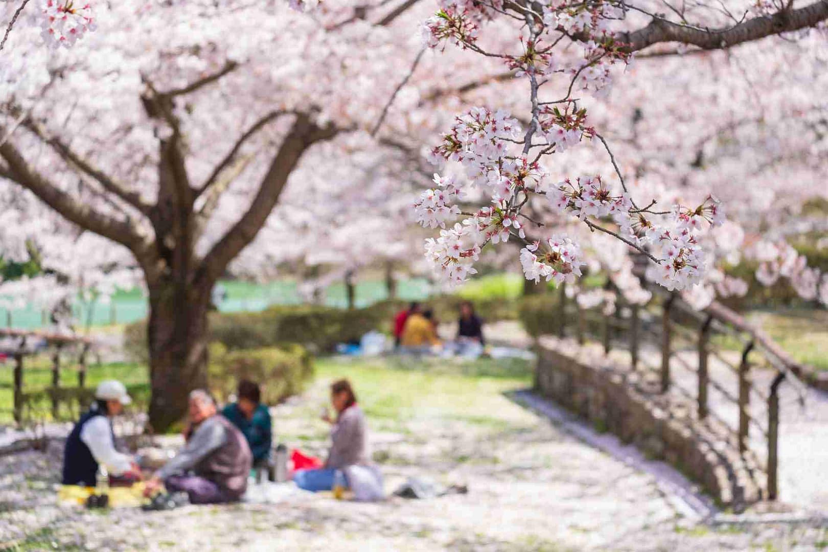 Hanami for Kids: Cherry Blossom Activities and Ideas - Magic Kids Learning