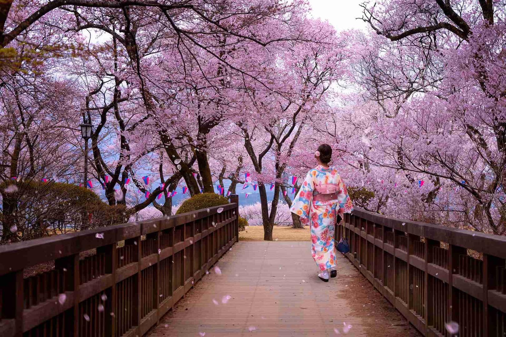 Hanami for Kids: Cherry Blossom Activities and Ideas - Magic Kids Learning